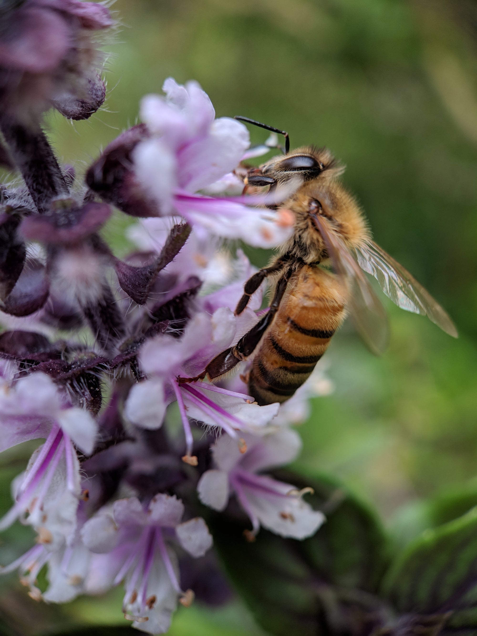 Bee Facts + FAQs – Big Island Meadery